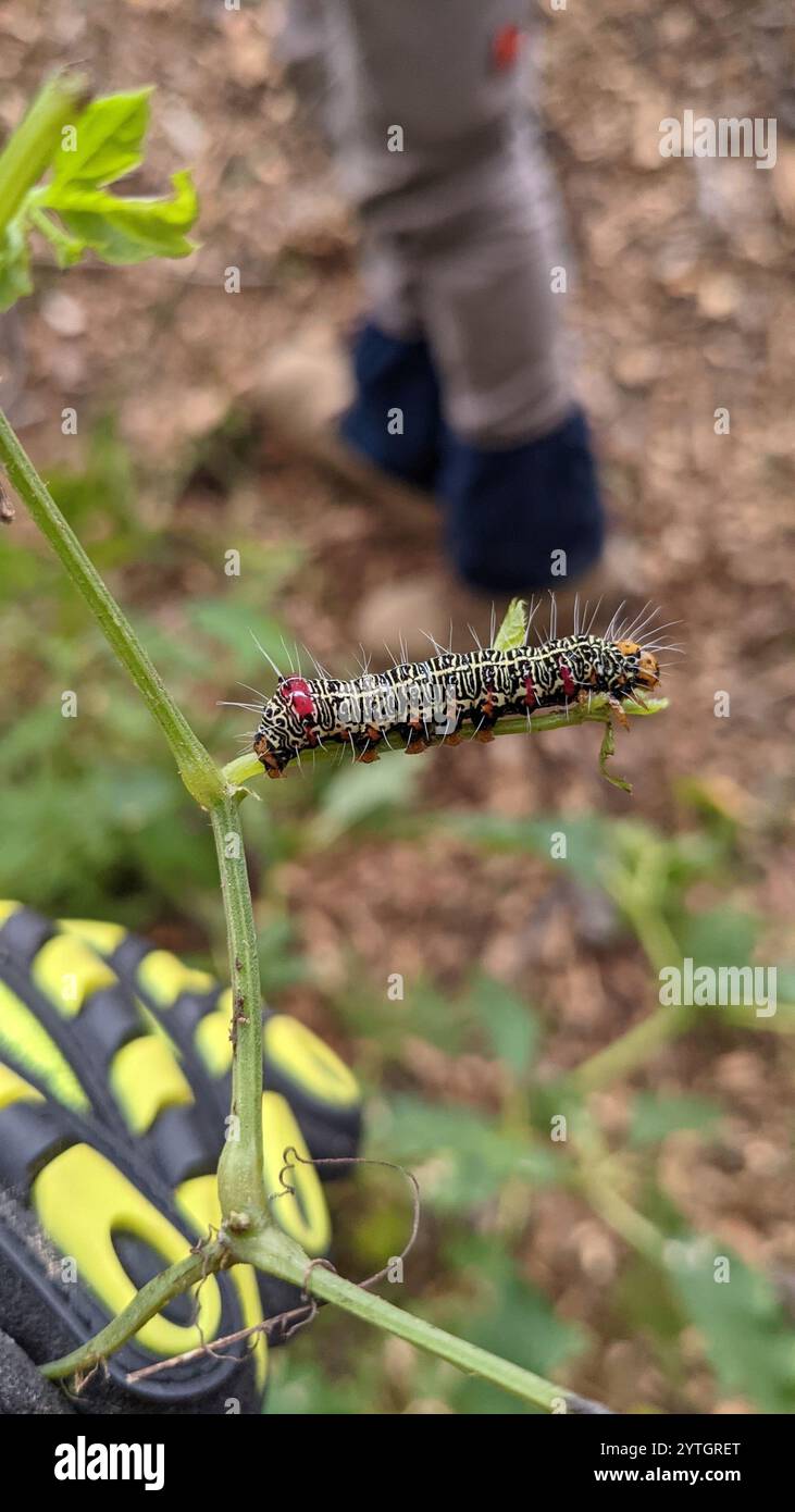 Australian Grapevine Moth (Phalaenoides glycinae Stock Photo - Alamy