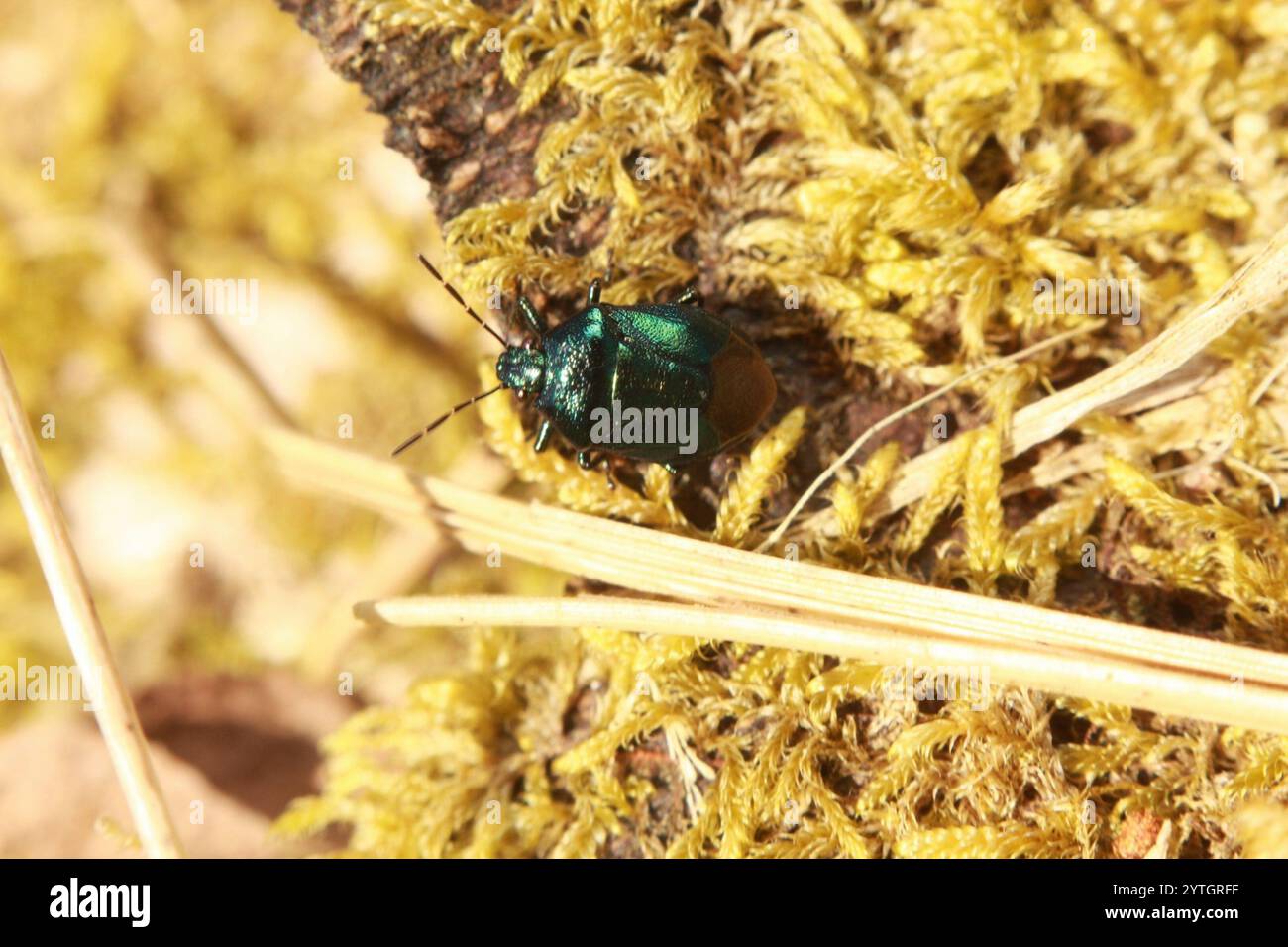 Zicrona caerulea hi-res stock photography and images - Alamy