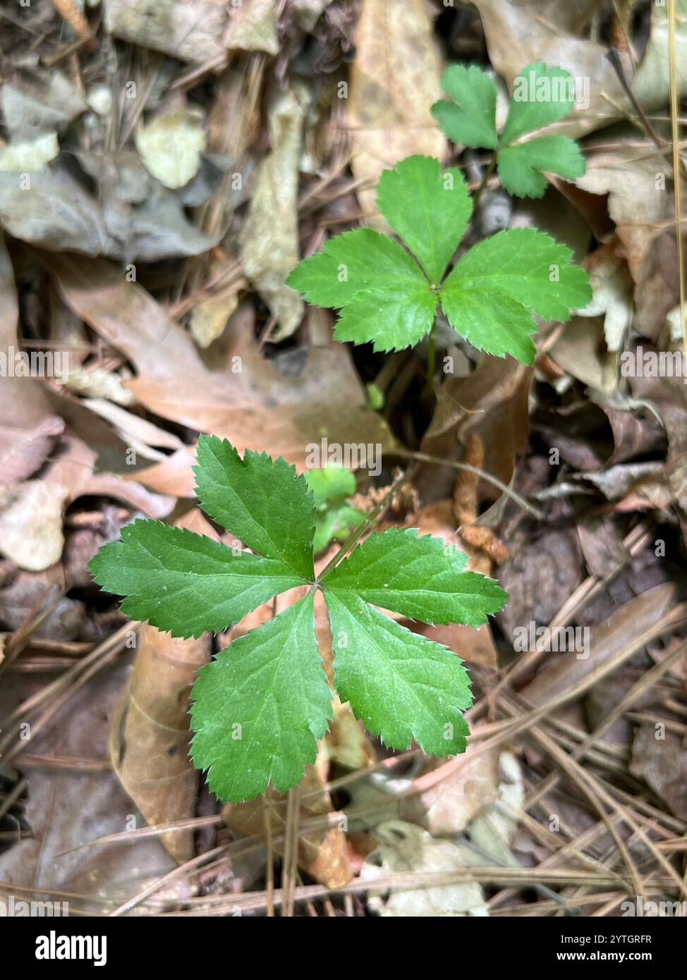 Black Snakeroot (Sanicula canadensis Stock Photo - Alamy