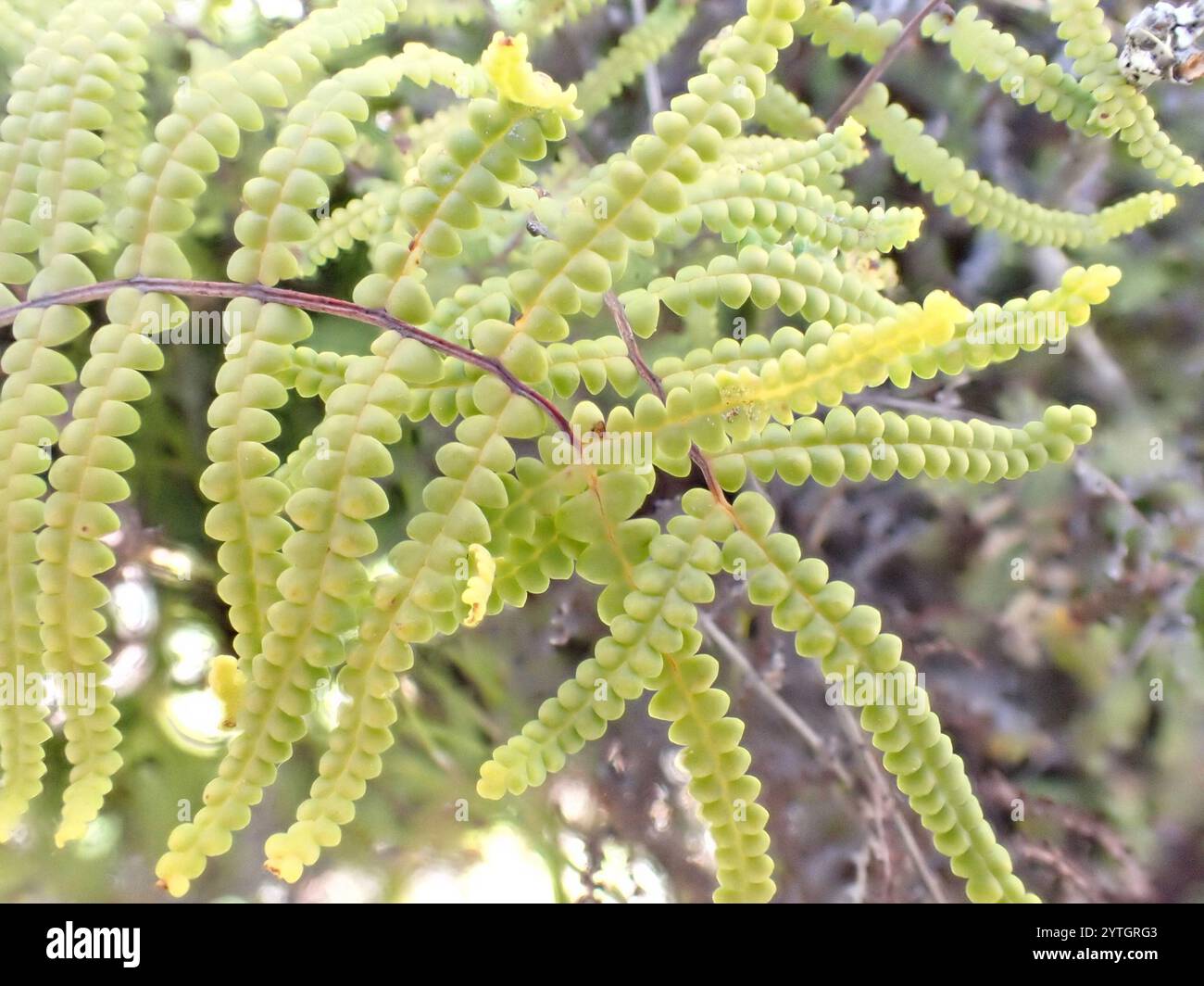 Coral Fern (Gleichenia polypodioides Stock Photo - Alamy