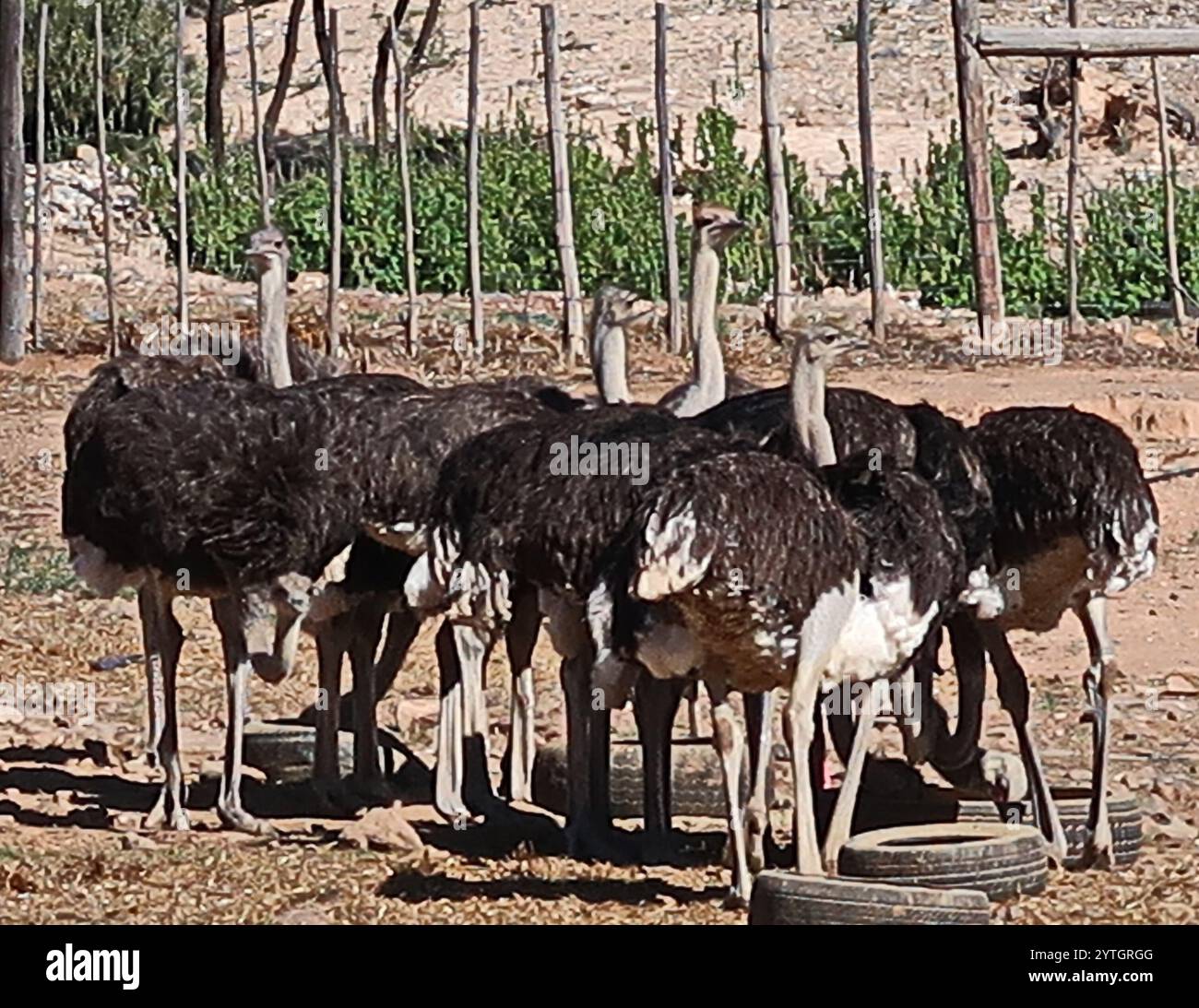 Common Ostrich (Struthio camelus Stock Photo - Alamy
