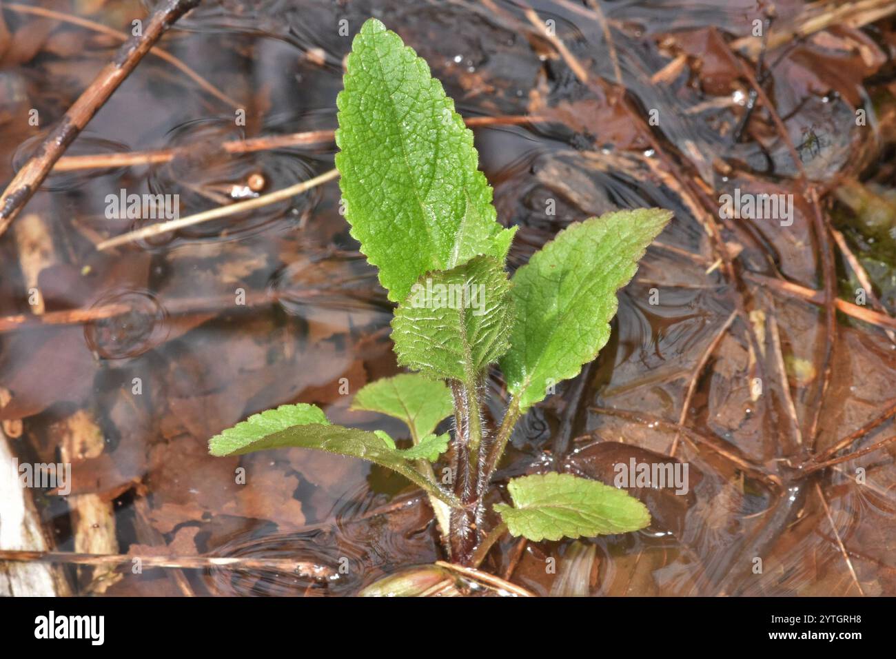 Coastal Hedge-nettle (Stachys chamissonis Stock Photo - Alamy