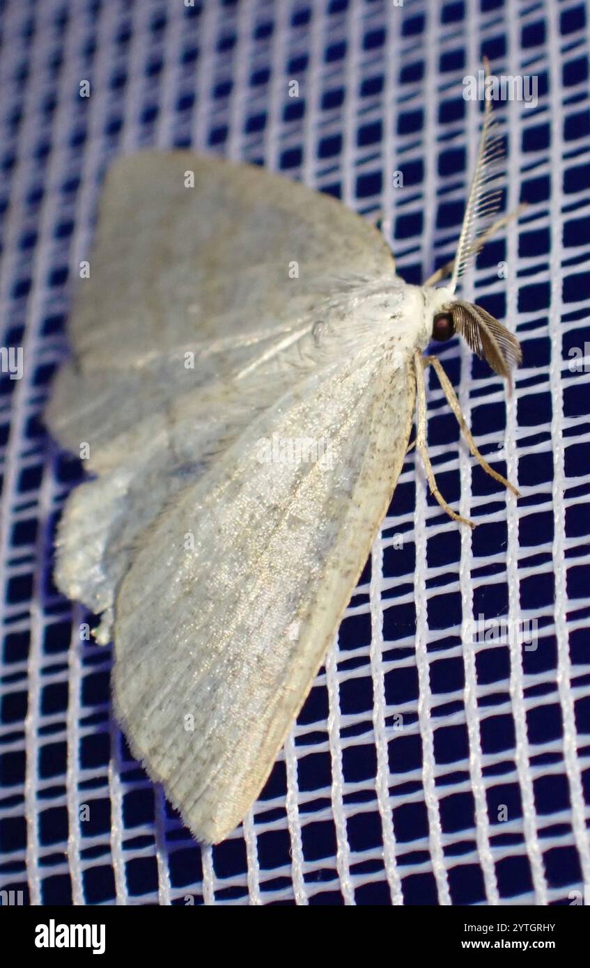 Northern Wave Moth (Cabera exanthemata Stock Photo - Alamy