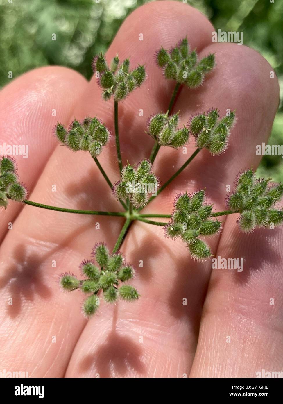 common hedge parsley (Torilis arvensis Stock Photo - Alamy