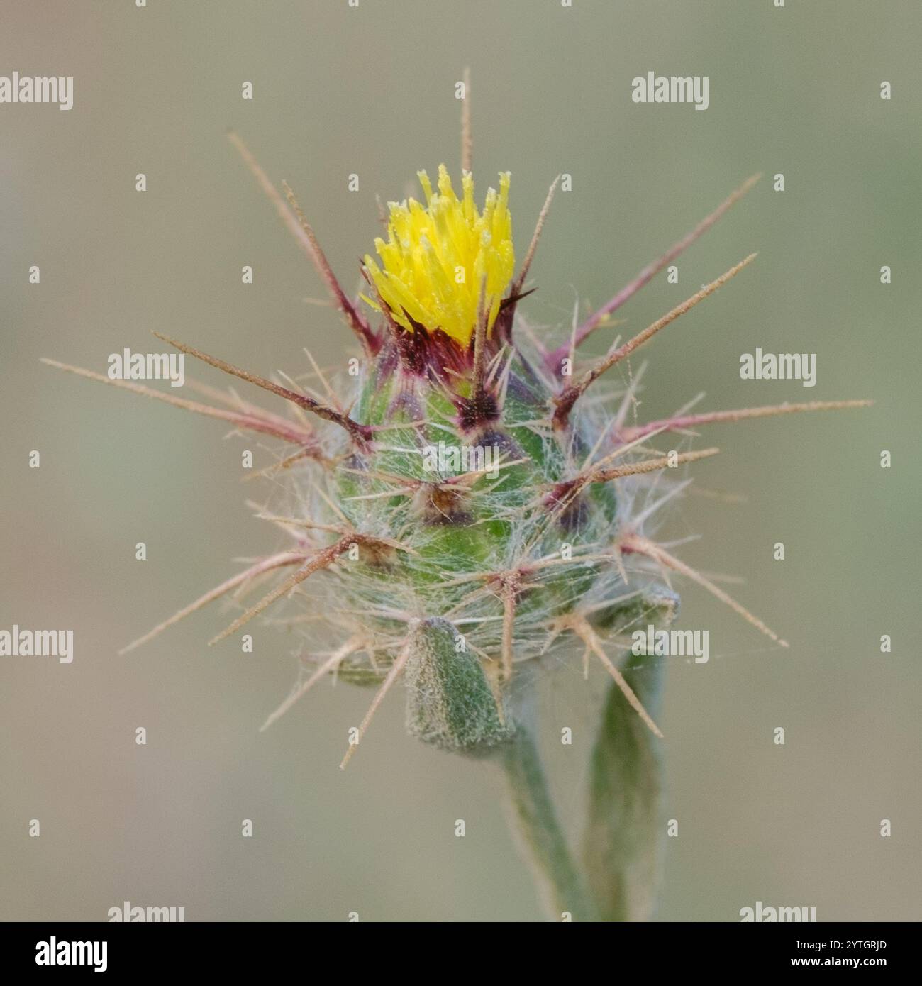Maltese star-thistle (Centaurea melitensis Stock Photo - Alamy