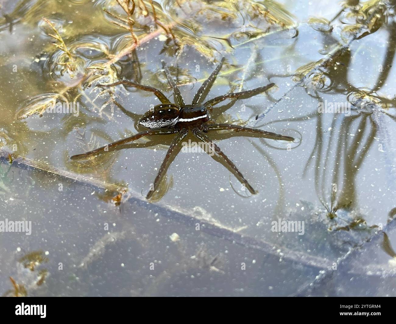Six-spotted Fishing Spider (Dolomedes triton Stock Photo - Alamy