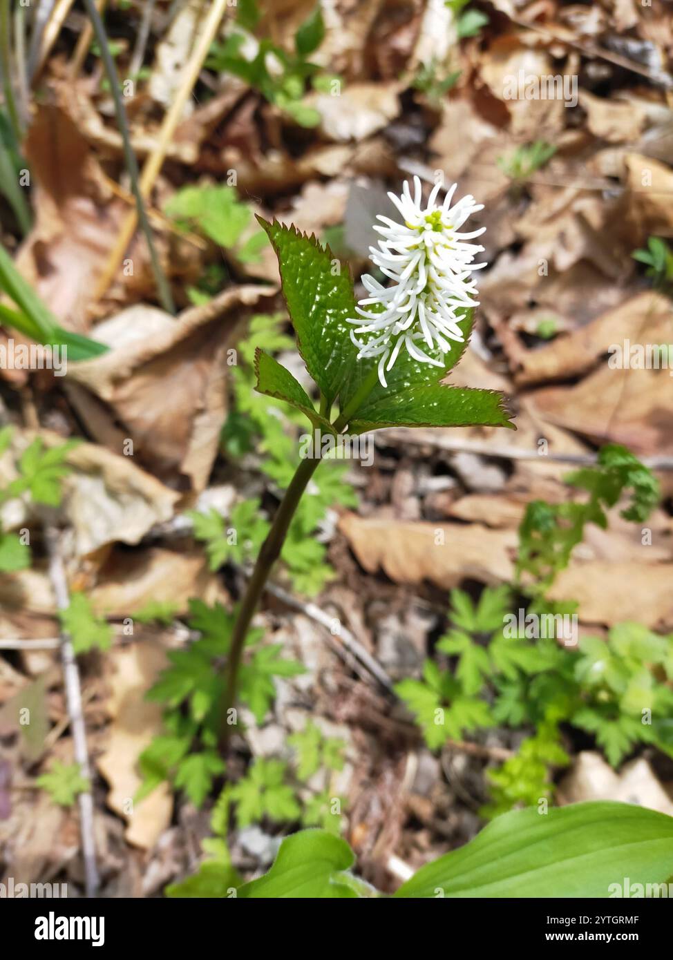 Single-spike chloranthus (Chloranthus quadrifolius Stock Photo - Alamy