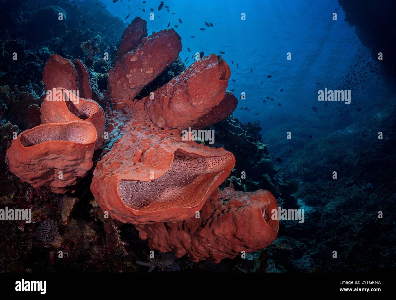 Eye level with a Vase Sponge (Callyspongia) and Feather Stars ...