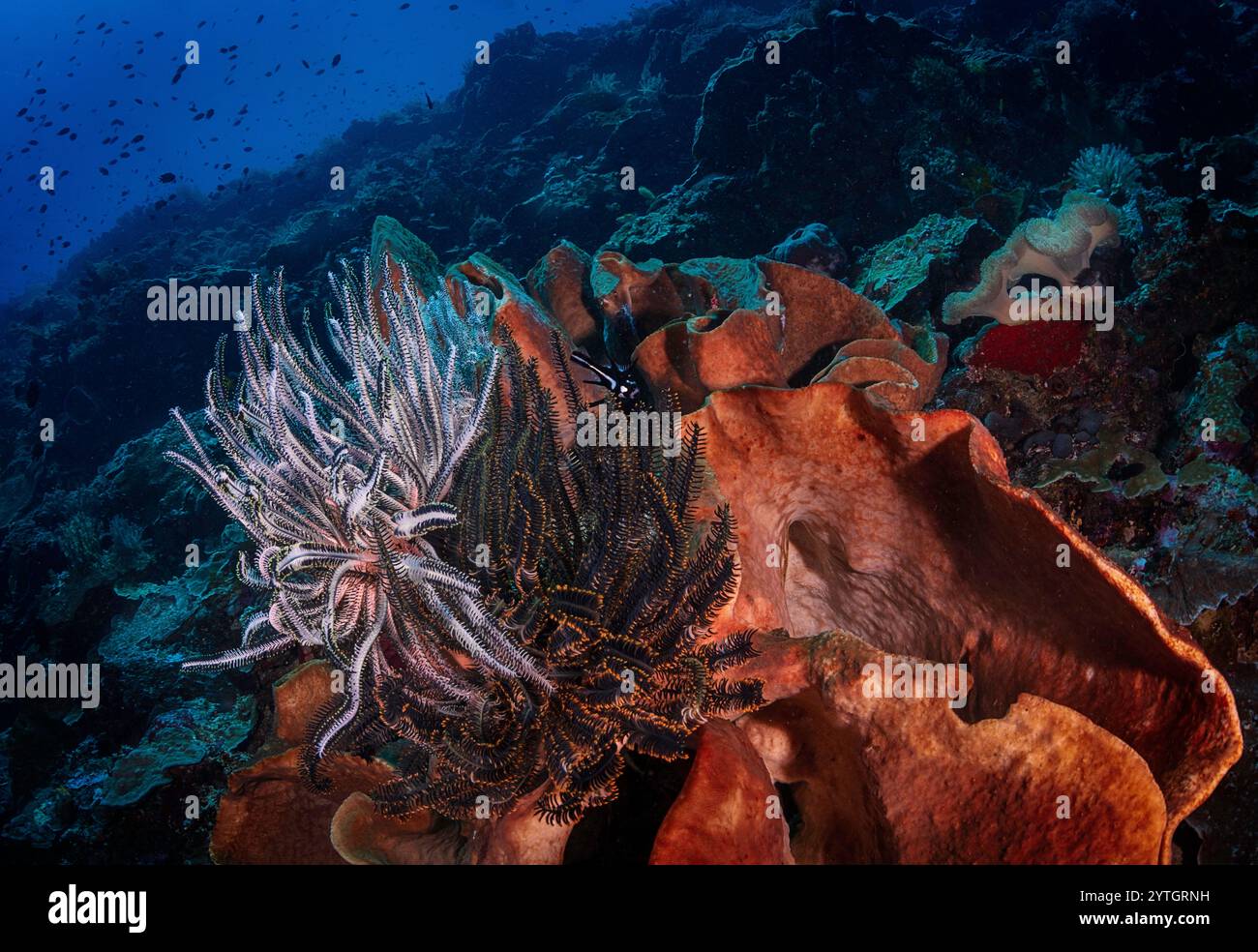 Eye level with a Vase Sponge (Callyspongia) and Feather Stars ...