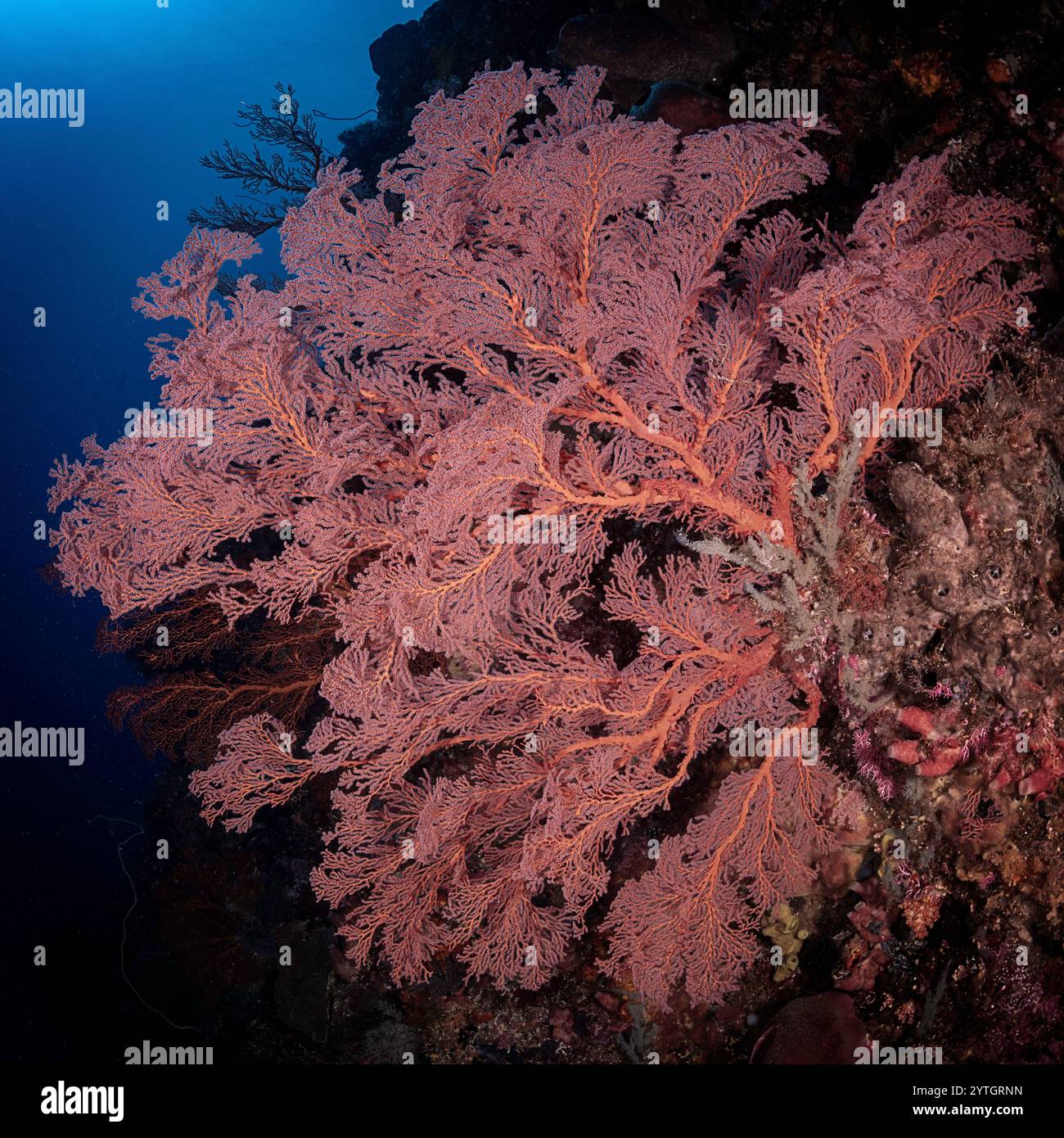 Eye level with a red Sea Fan / Gorgonian (Gorgonia) attached to the ...