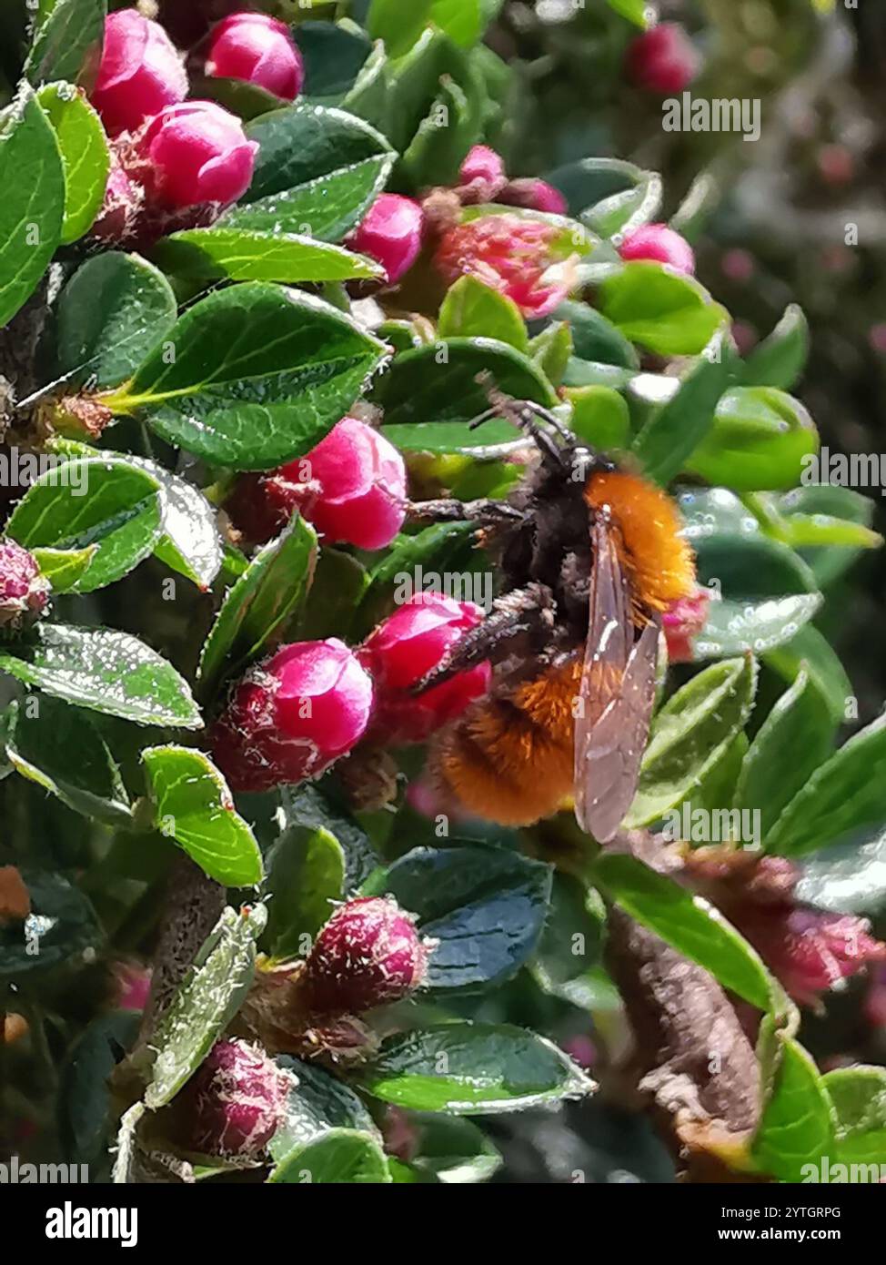 Tawny Mining Bee (Andrena fulva Stock Photo - Alamy