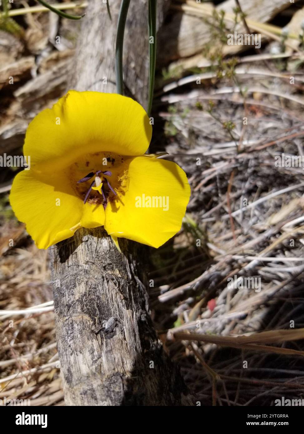 Clubhair Mariposa Lily (Calochortus clavatus Stock Photo - Alamy