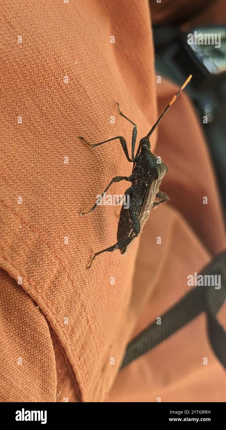 Spine-headed Bugs (Acanthocephala Stock Photo - Alamy