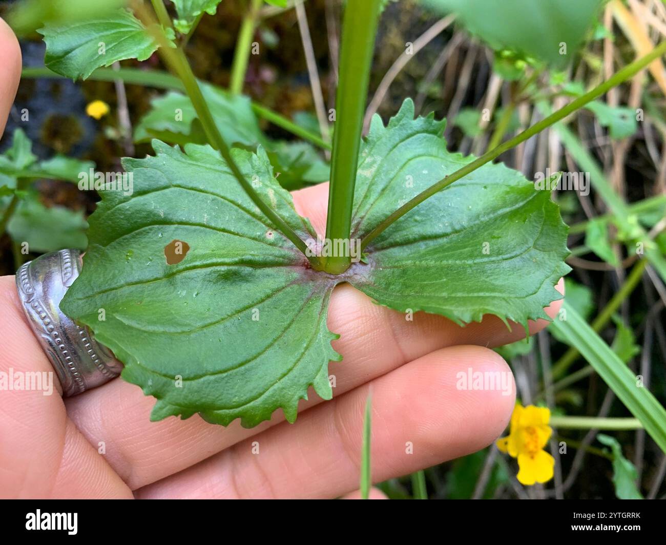 seep monkeyflower (Erythranthe guttata Stock Photo - Alamy