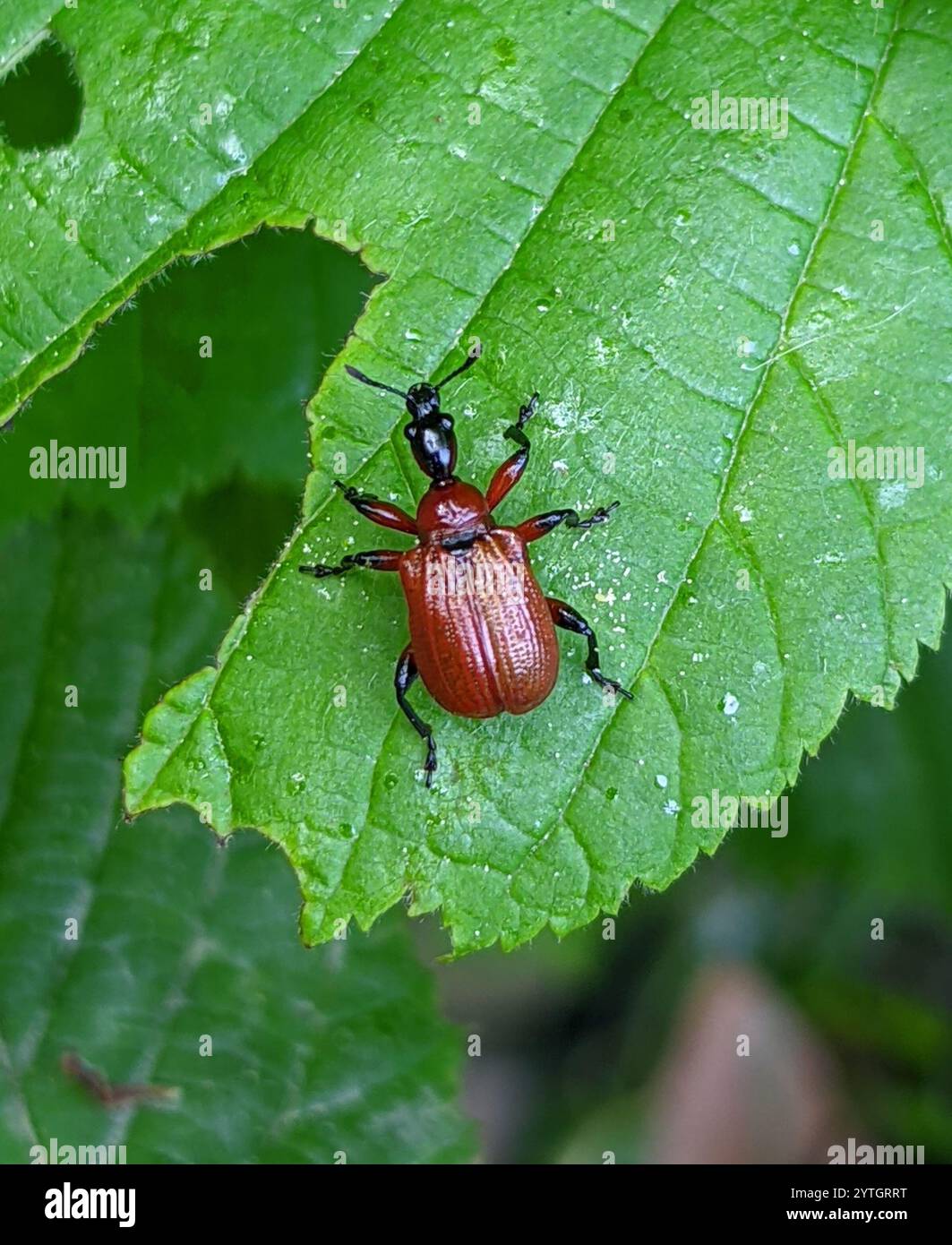 Hazel leaf-roller weevil (Apoderus coryli Stock Photo - Alamy