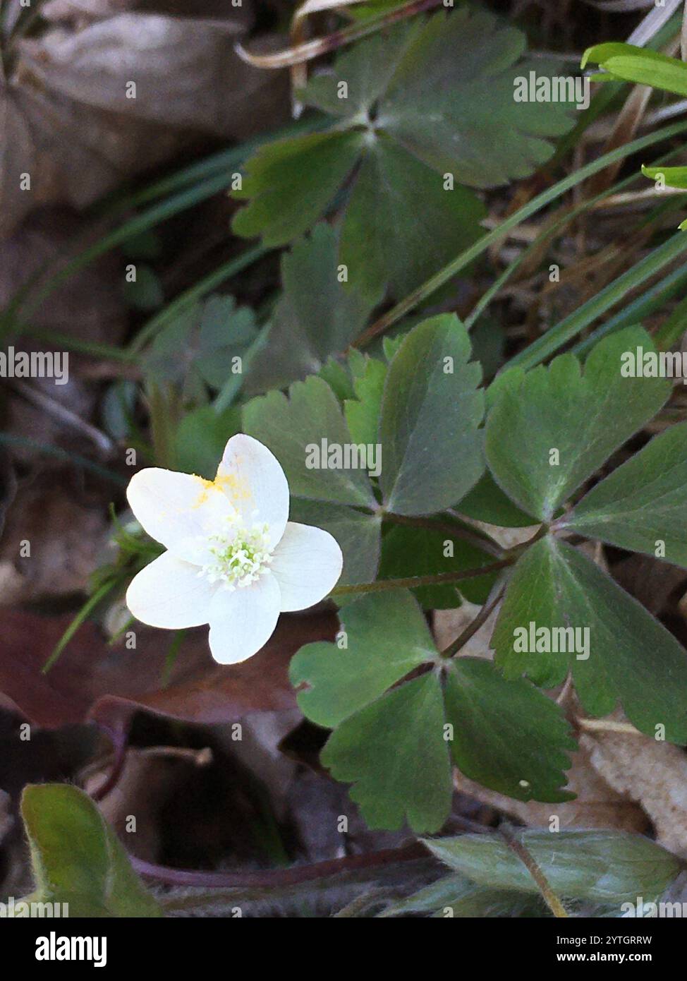 wood anemone (Anemonoides quinquefolia Stock Photo - Alamy