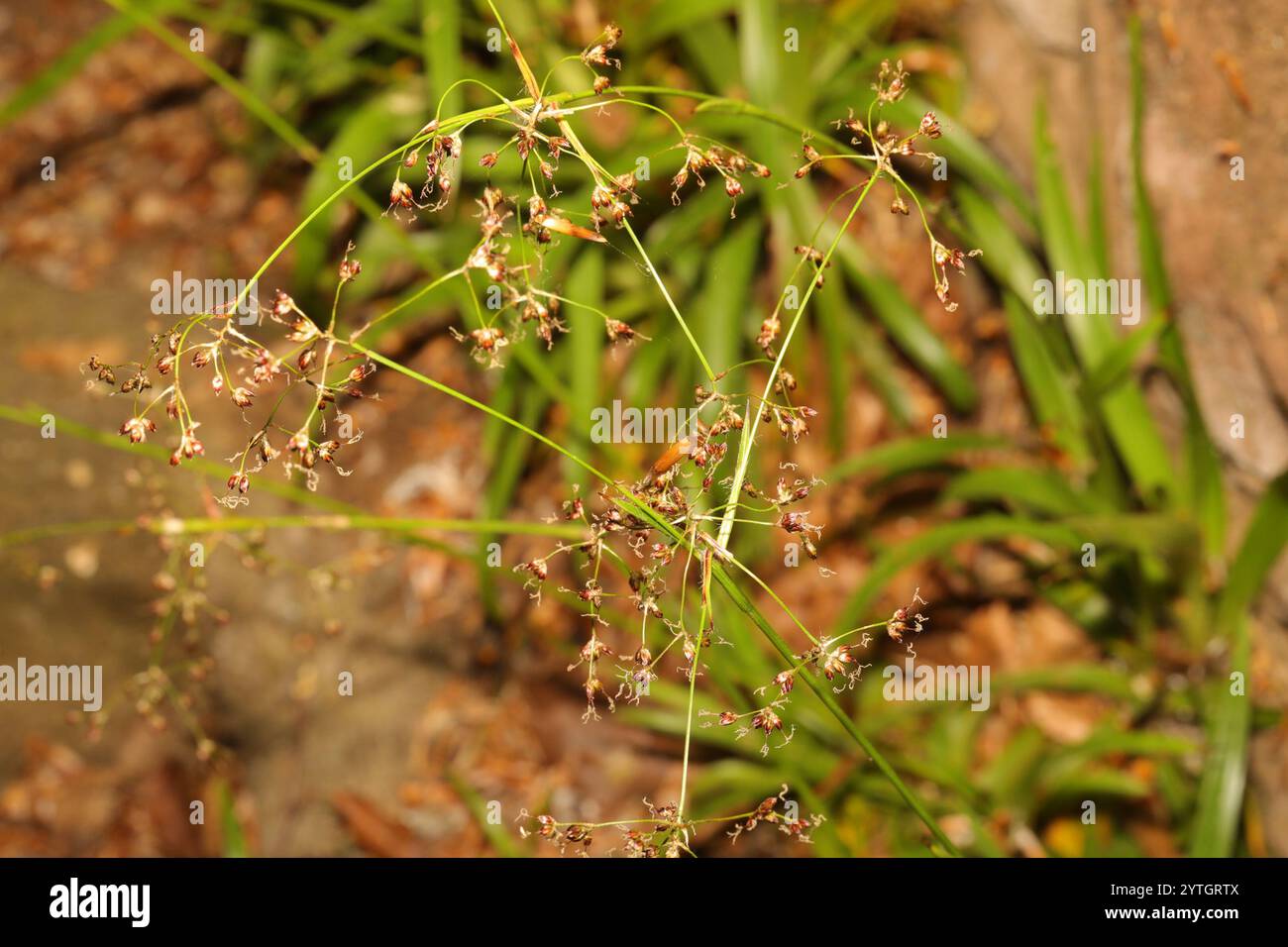Great Woodrush (Luzula sylvatica Stock Photo - Alamy