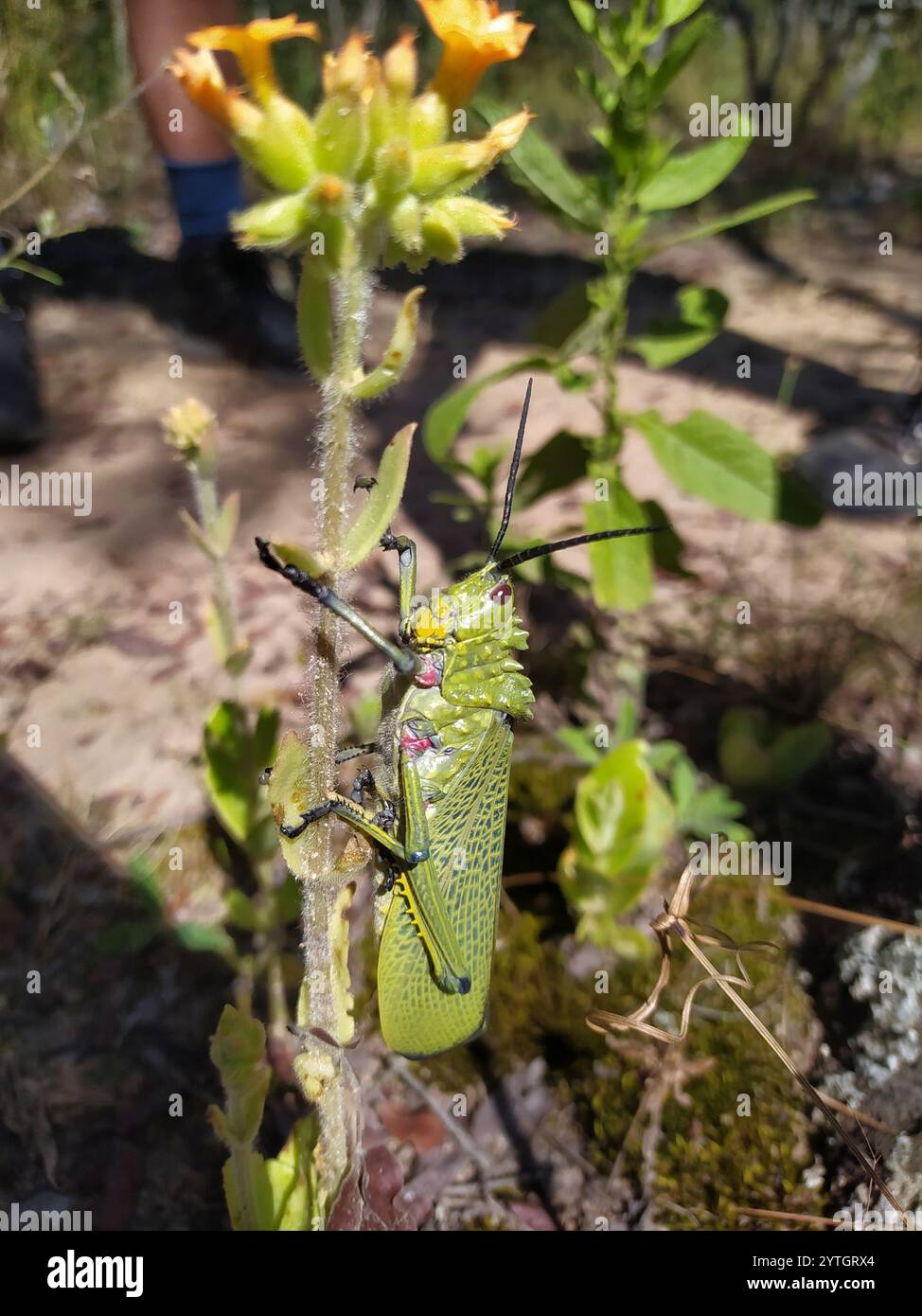 Green Milkweed Locust (Phymateus viridipes Stock Photo - Alamy