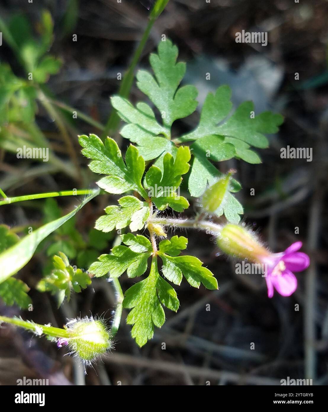 Little-Robin (Geranium purpureum Stock Photo - Alamy