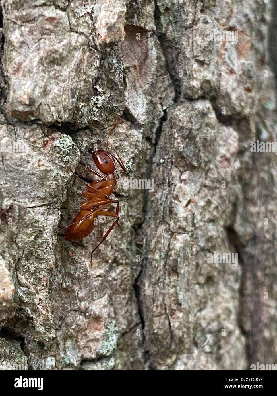Chestnut carpenter ant hi-res stock photography and images - Alamy