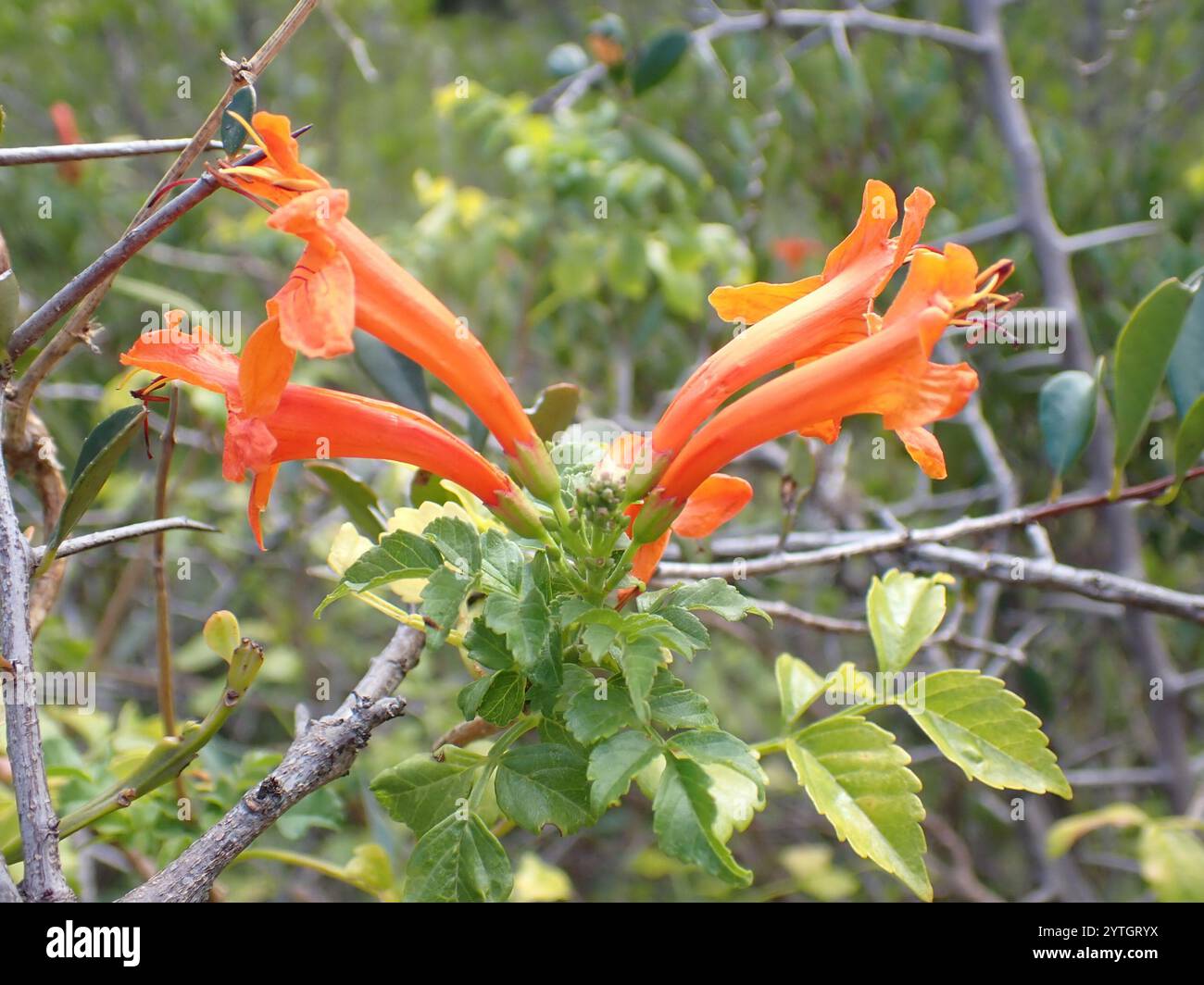 Cape Honeysuckle (Tecomaria capensis Stock Photo - Alamy