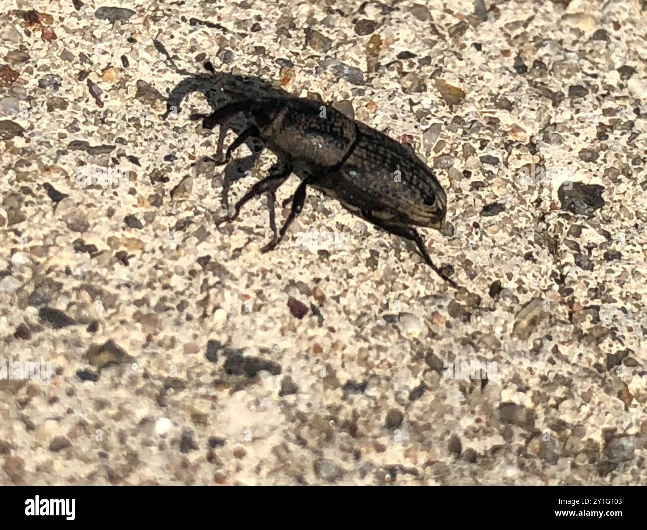 Hunting Billbug (Sphenophorus venatus Stock Photo - Alamy