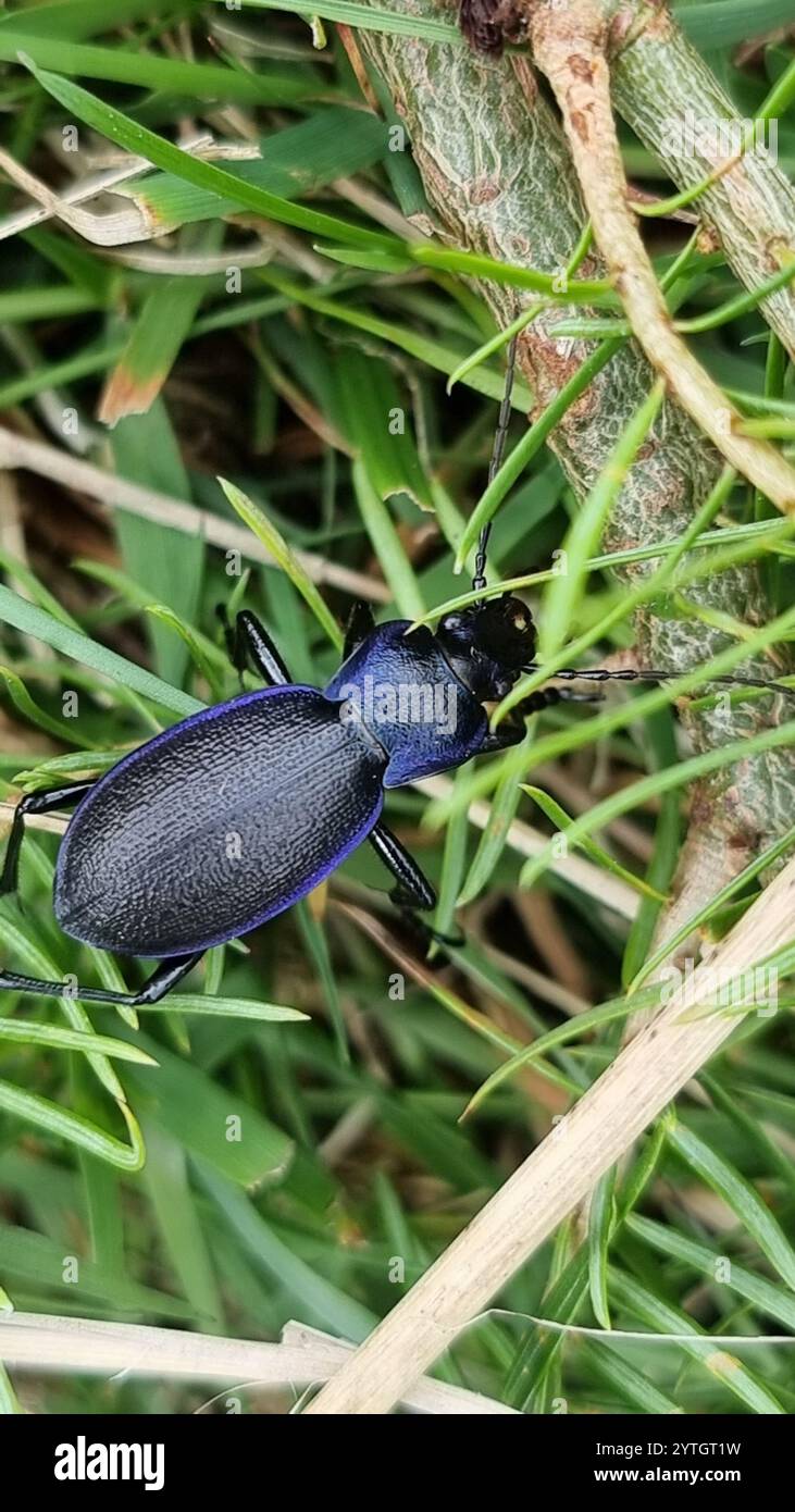 Rough Violet Ground Beetle (Carabus problematicus Stock Photo - Alamy