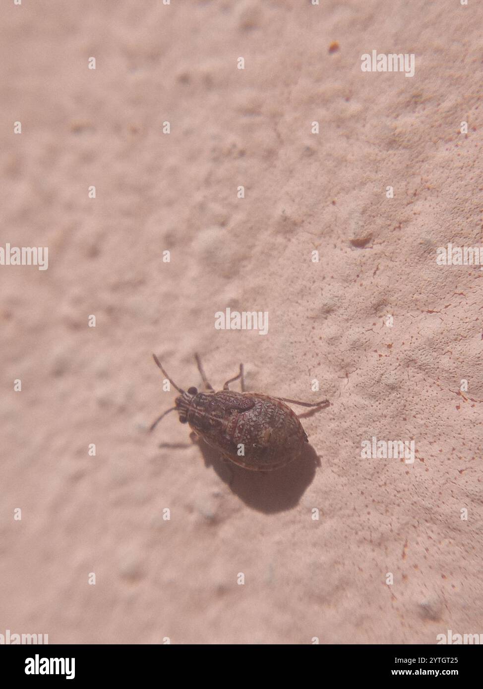 False chinch bugs (Nysius Stock Photo - Alamy