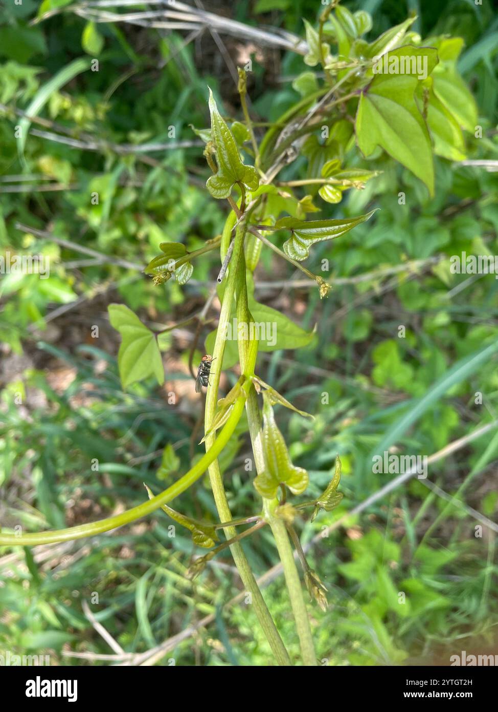 Chinese yam (Dioscorea polystachya Stock Photo - Alamy