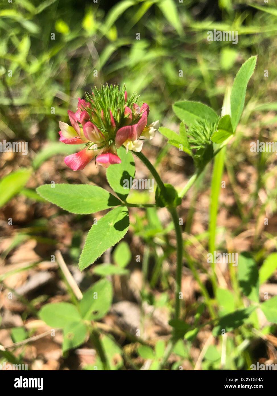 buffalo clover (Trifolium reflexum Stock Photo - Alamy
