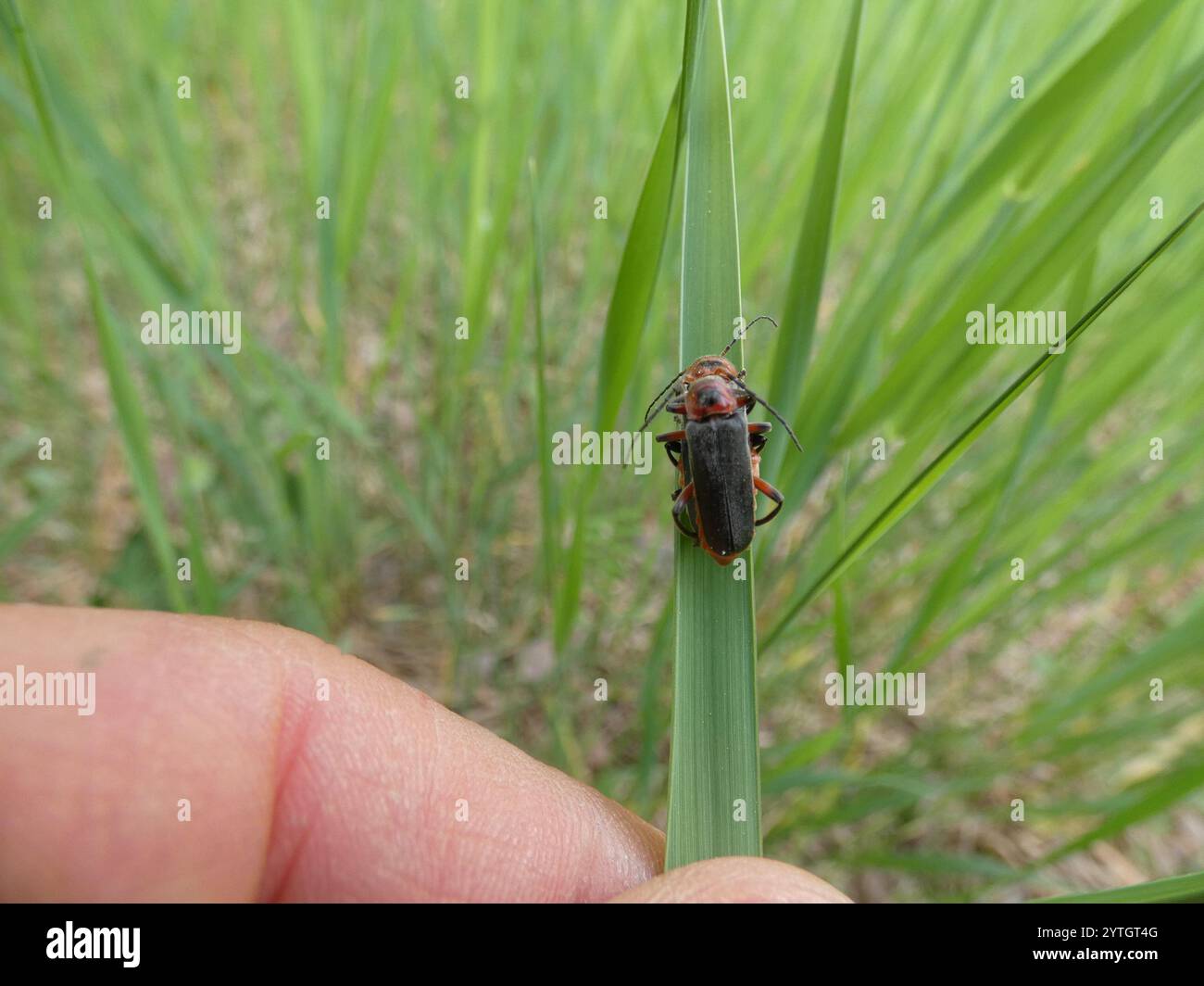 Rustic Sailor Beetle (Cantharis rustica Stock Photo - Alamy