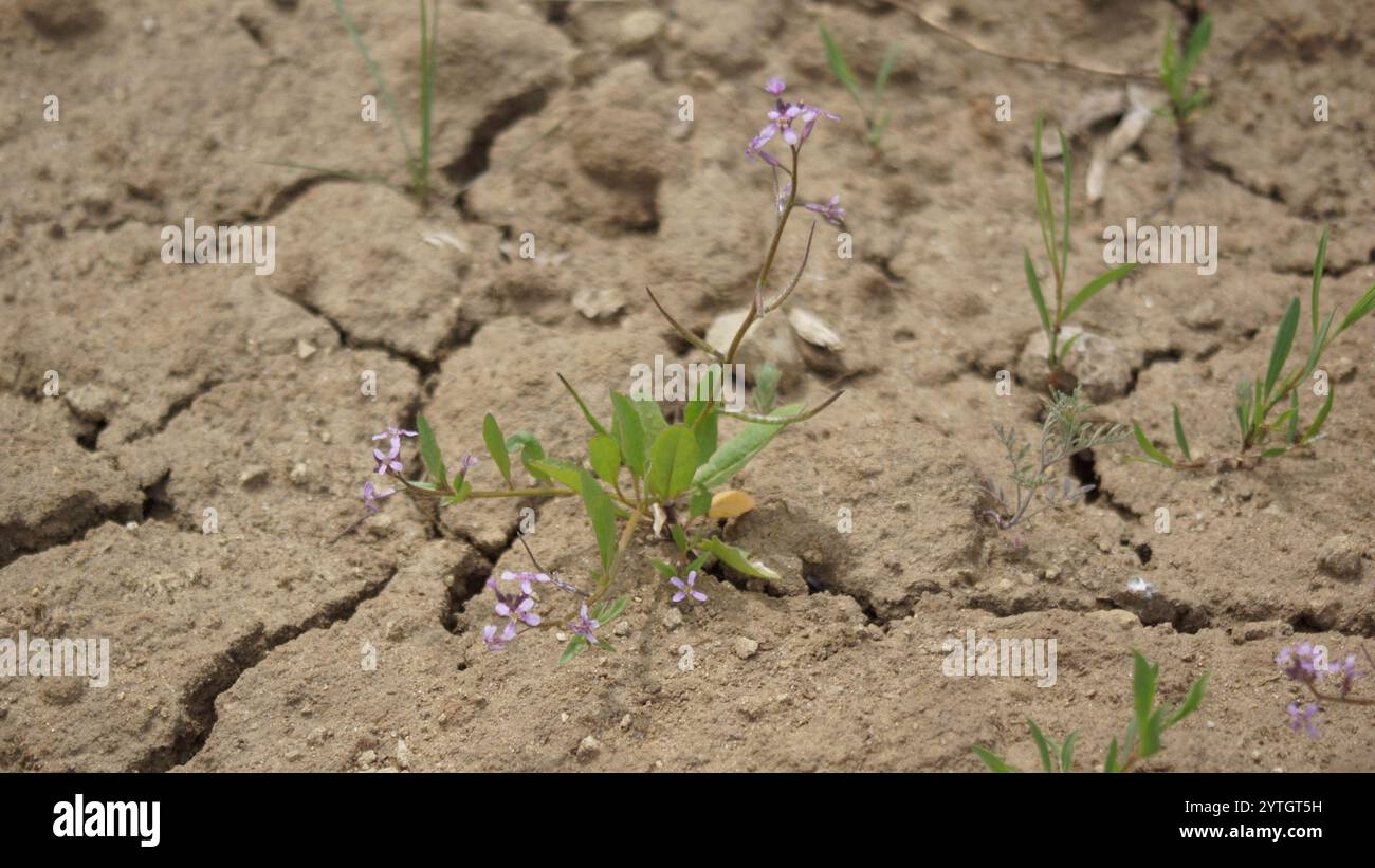 crossflower (Chorispora tenella Stock Photo - Alamy