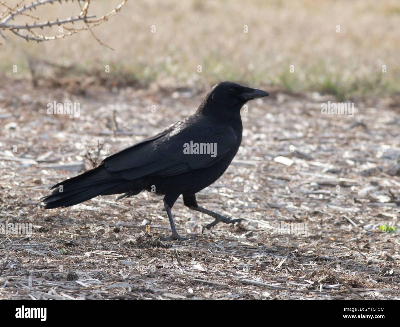 American Crow (Corvus brachyrhynchos Stock Photo - Alamy