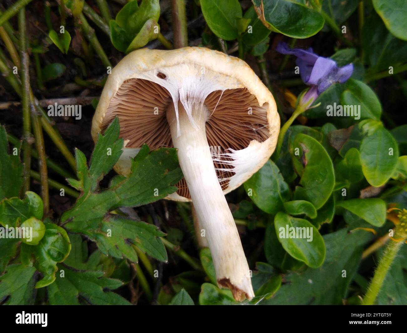 Spring fieldcap agrocybe praecox hi-res stock photography and images ...