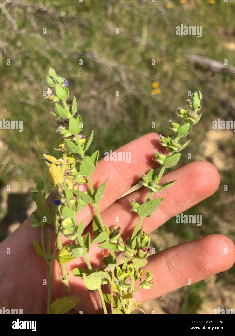 Scutellaria parvula hi-res stock photography and images - Alamy