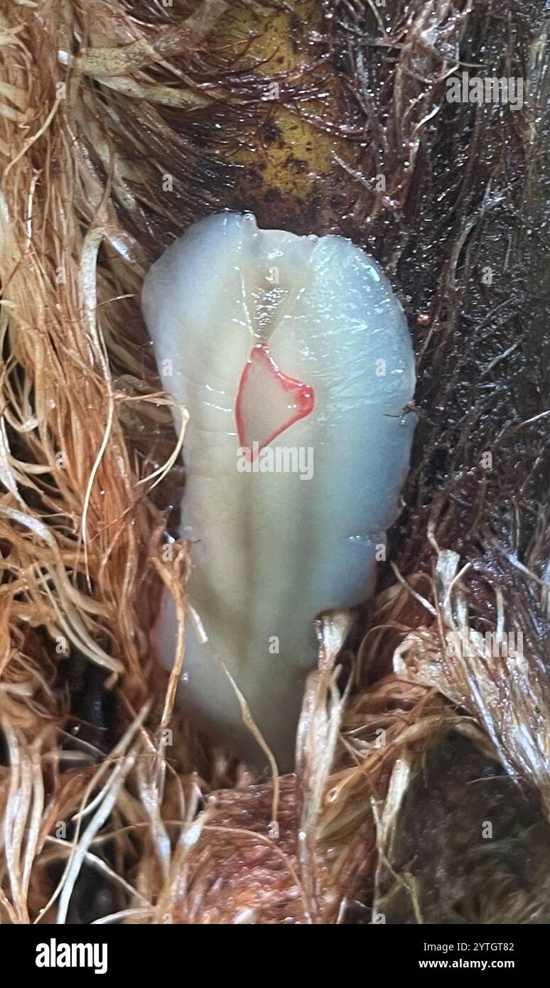 Red Triangle Slug (Triboniophorus graeffei Stock Photo - Alamy