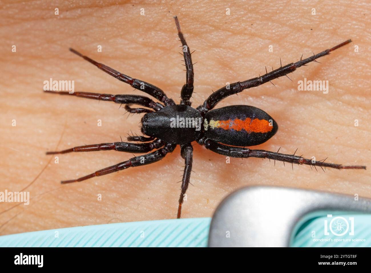 Red-spotted Ant-mimic Sac Spider (Castianeira descripta Stock Photo - Alamy