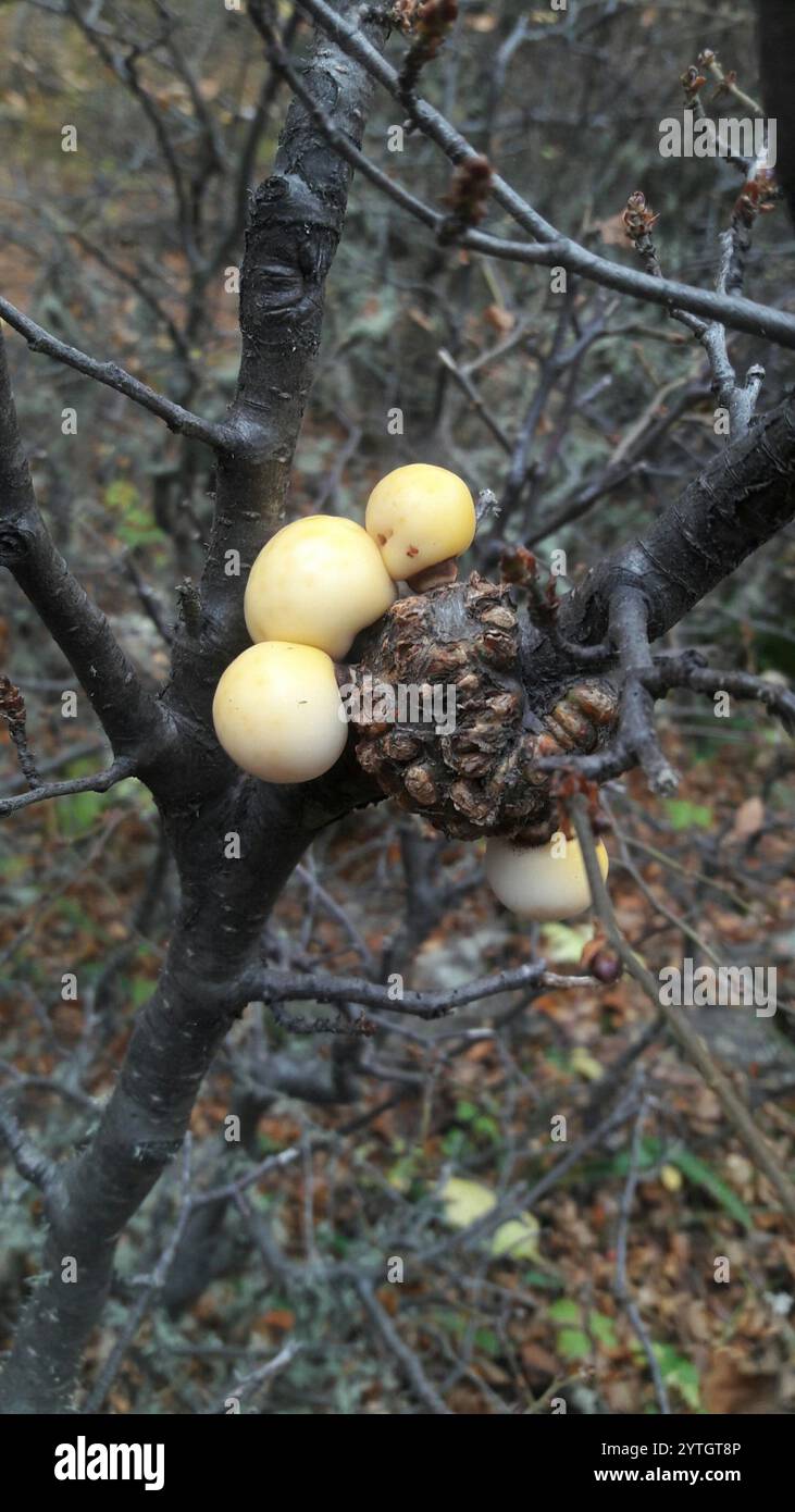 Darwins fungus hi-res stock photography and images - Alamy