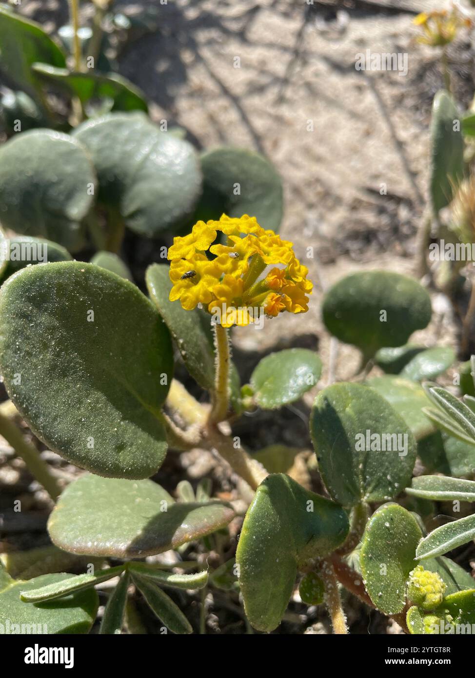 Yellow Sand Verbena (Abronia latifolia Stock Photo - Alamy