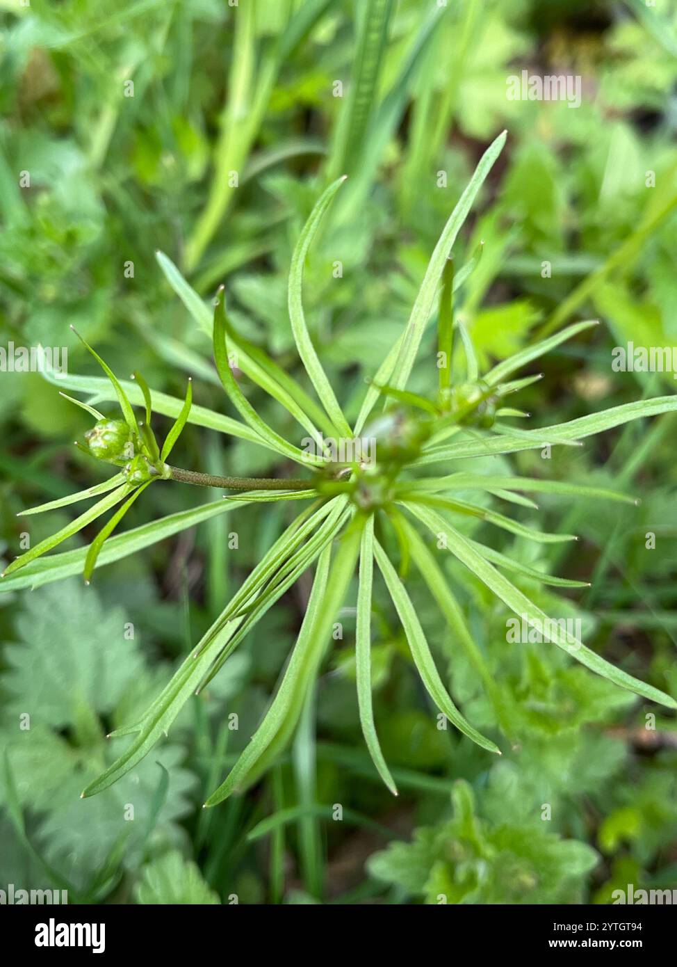 Goldilocks Buttercup (Ranunculus auricomus Stock Photo - Alamy