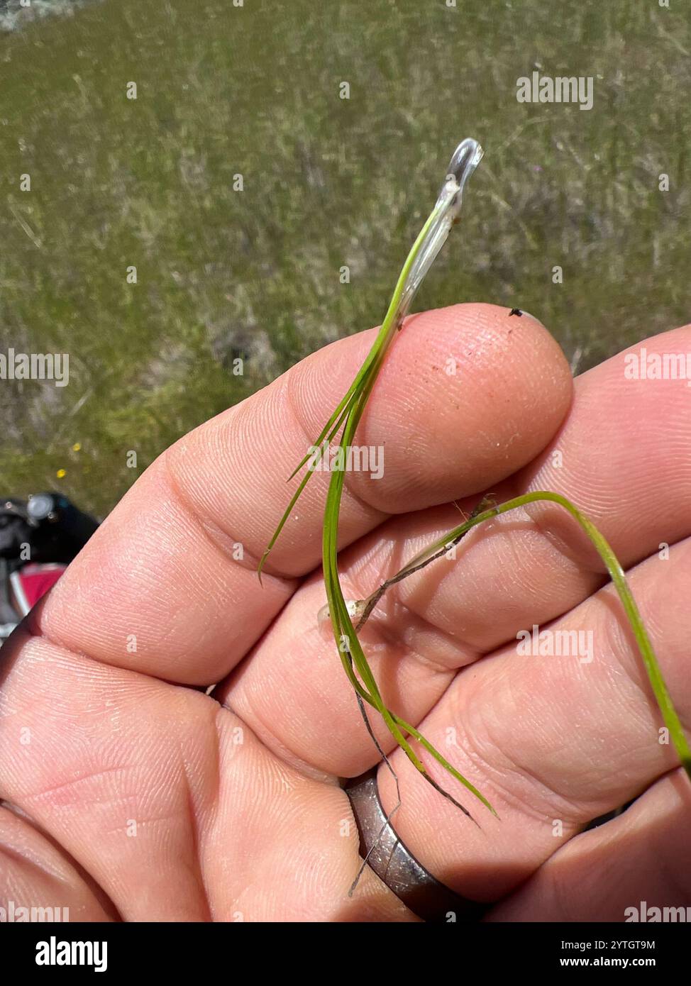 Nuttall's quillwort (Isoetes nuttallii Stock Photo - Alamy