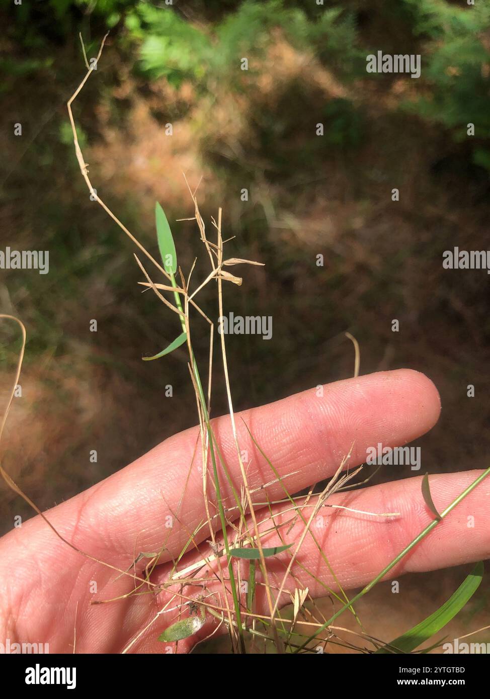 small-leaved witchgrass (Dichanthelium ensifolium Stock Photo - Alamy