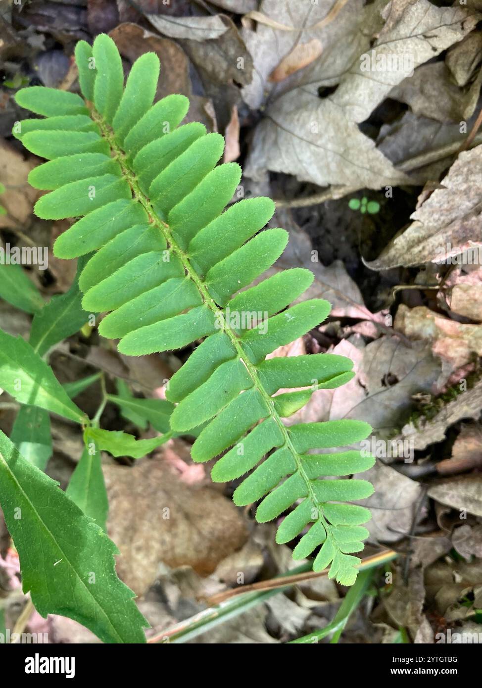 Christmas fern (Polystichum acrostichoides Stock Photo - Alamy