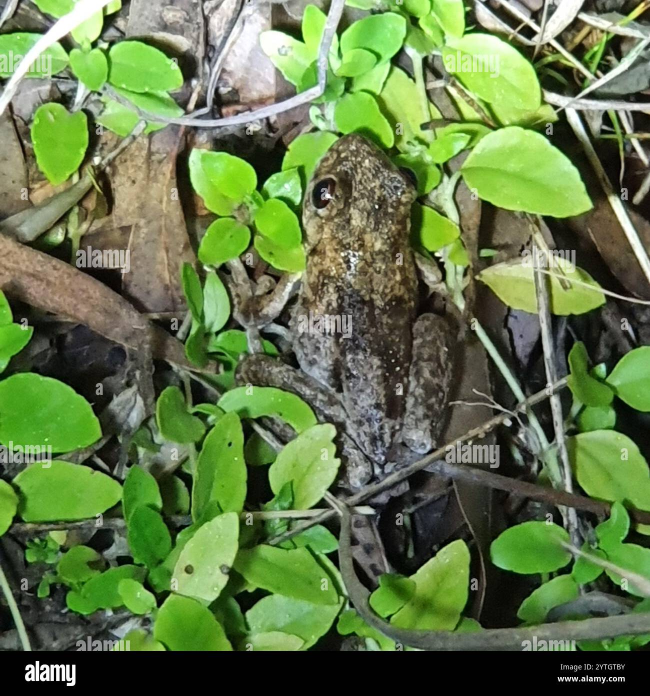 Northern Laughing Tree Frog (Litoria rothii Stock Photo - Alamy