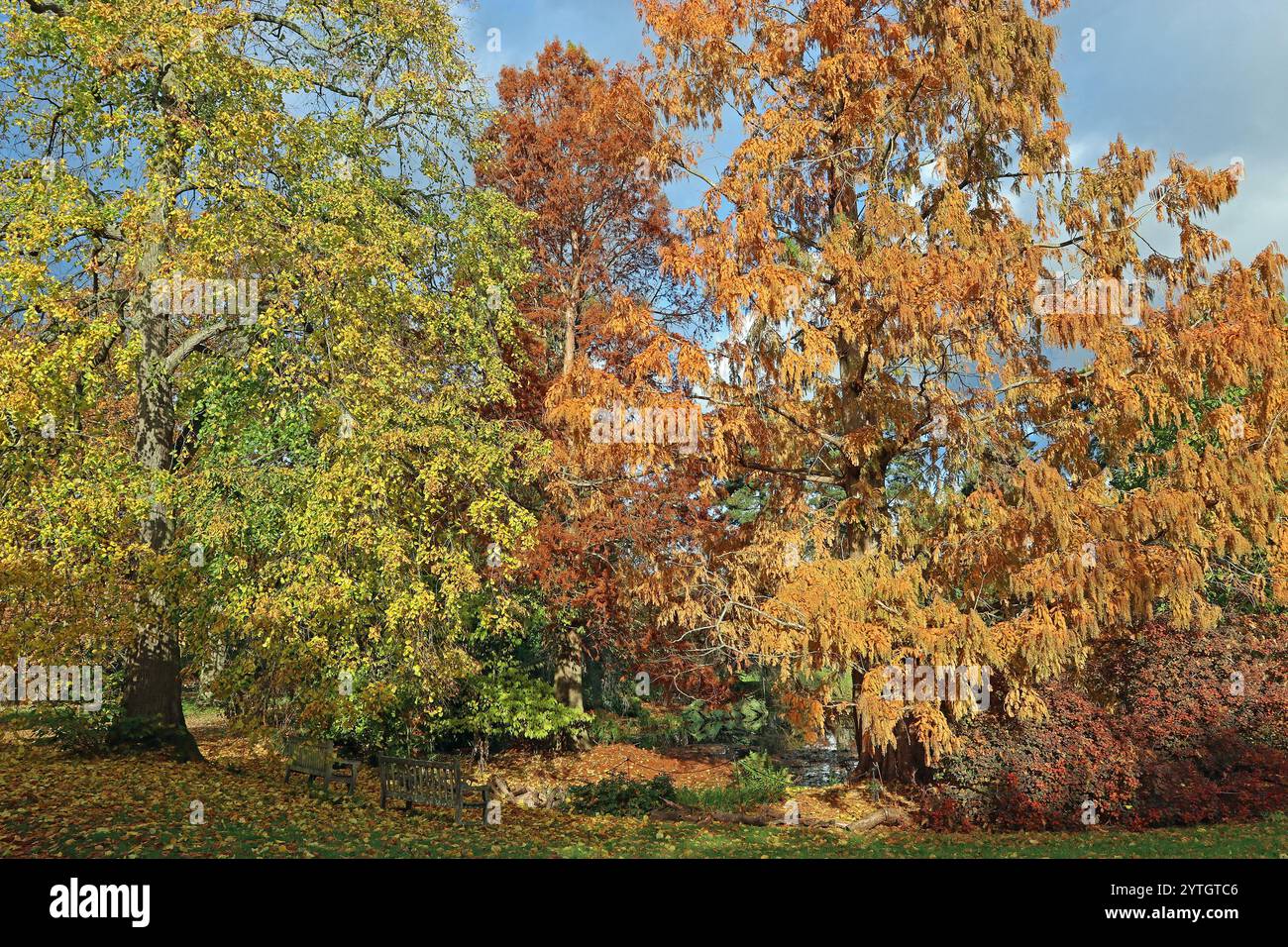 Park benches dwarfed by tall trees hi-res stock photography and images ...