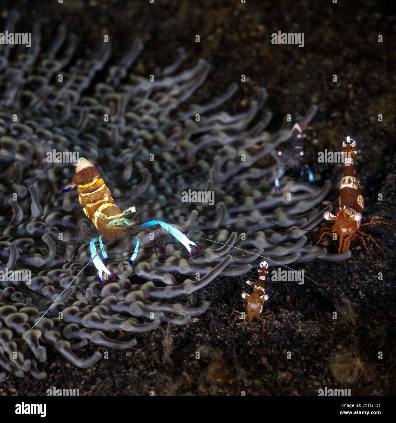 Eye level with a Magnificent Partner Shrimp (Ancylomenes magnificus ...