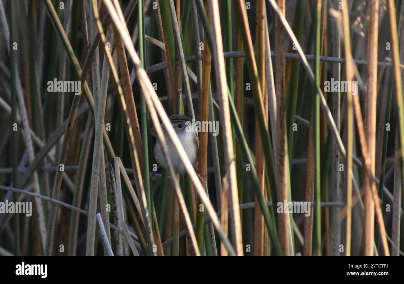 Grass Wren (Cistothorus platensis Stock Photo - Alamy