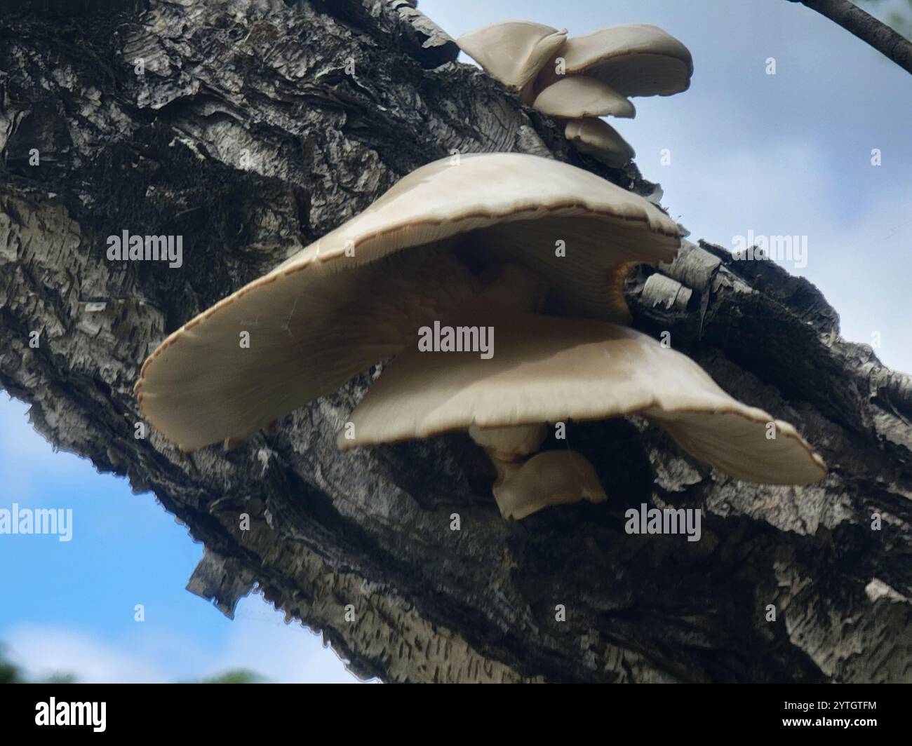 pale oyster (Pleurotus pulmonarius Stock Photo - Alamy