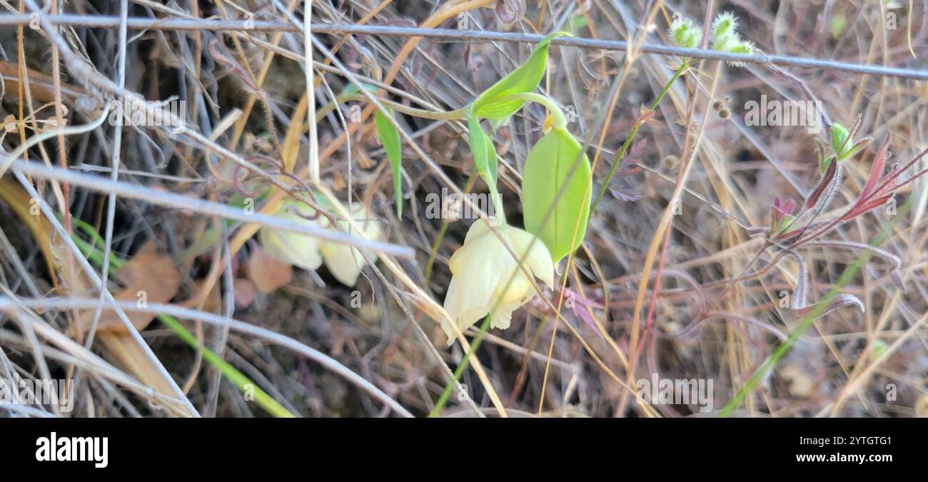 White Globe Lily (Calochortus albus Stock Photo - Alamy
