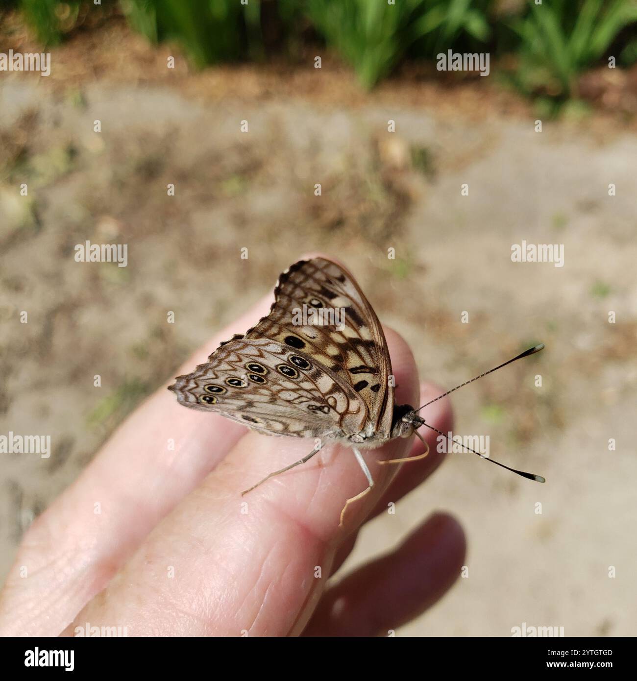 Hackberry Emperor (Asterocampa celtis Stock Photo - Alamy